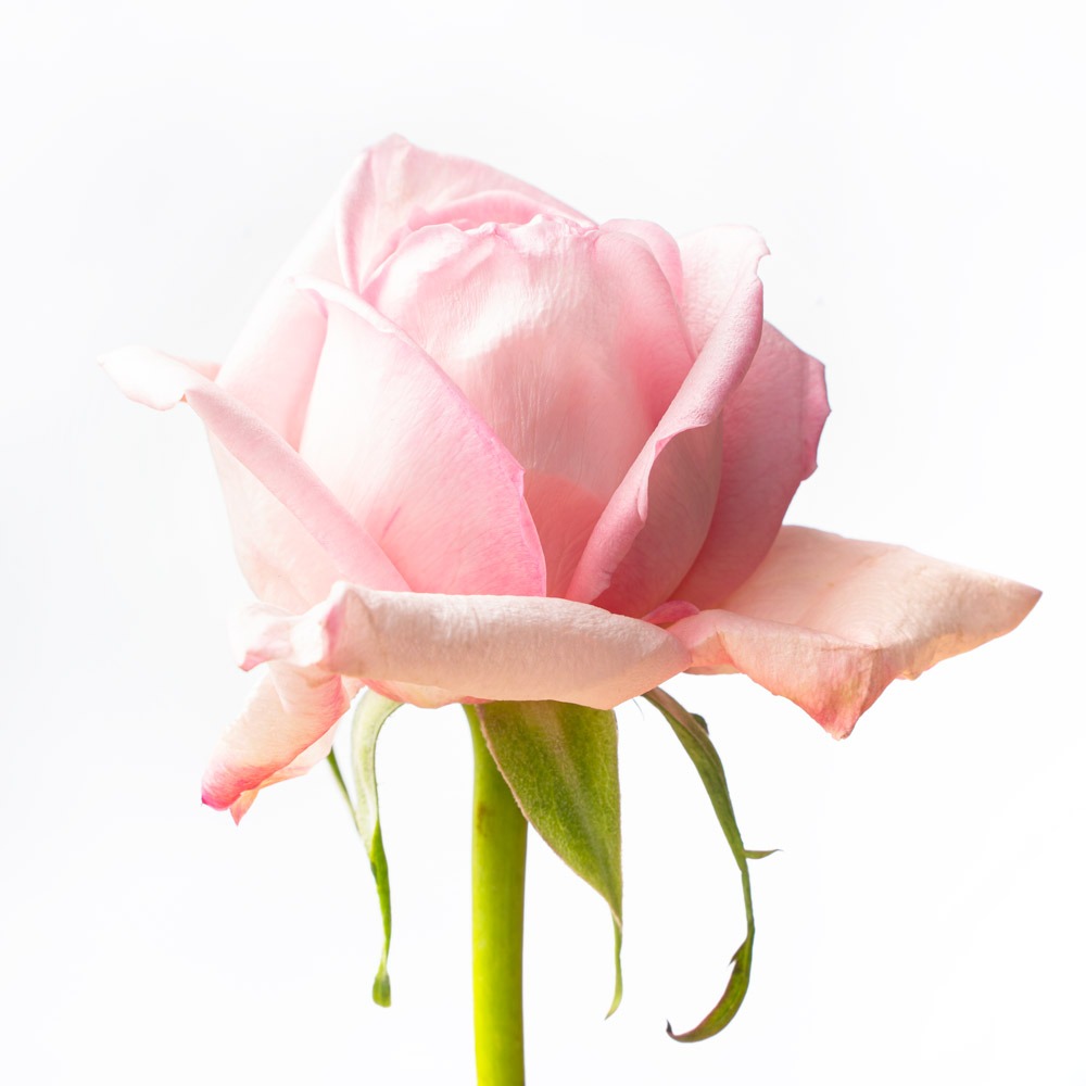 Pink O’Hara – Click Flowers Usa